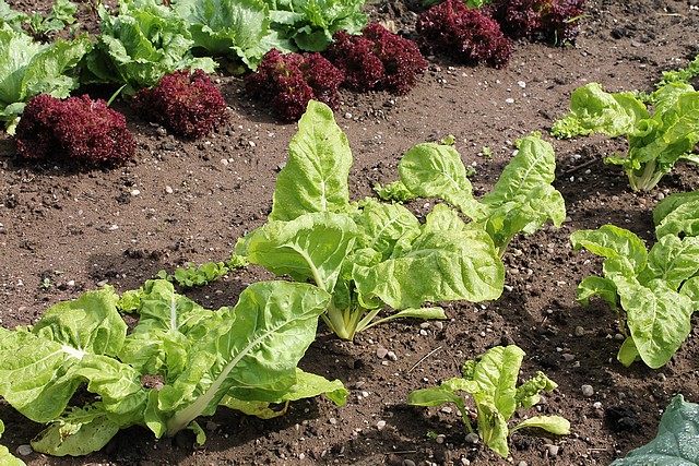 Aux Jardins D'Amélie: Des nouvelles du jardin de Monsieur Amélie 2012 ...