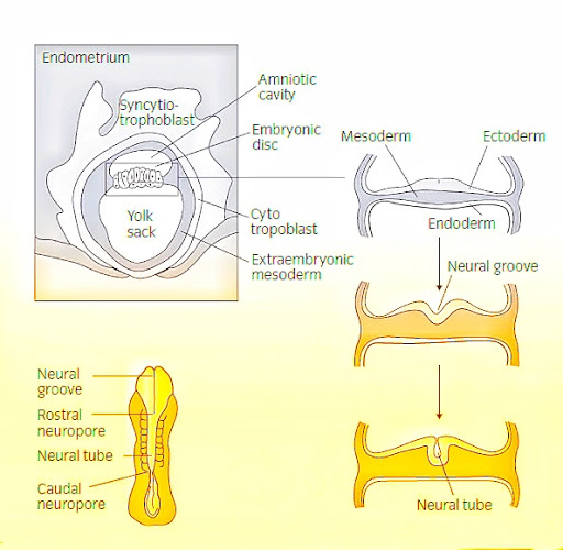 “THIS LITTLE BUN IS ALMOST DONE” - The Process of fetal brain ...