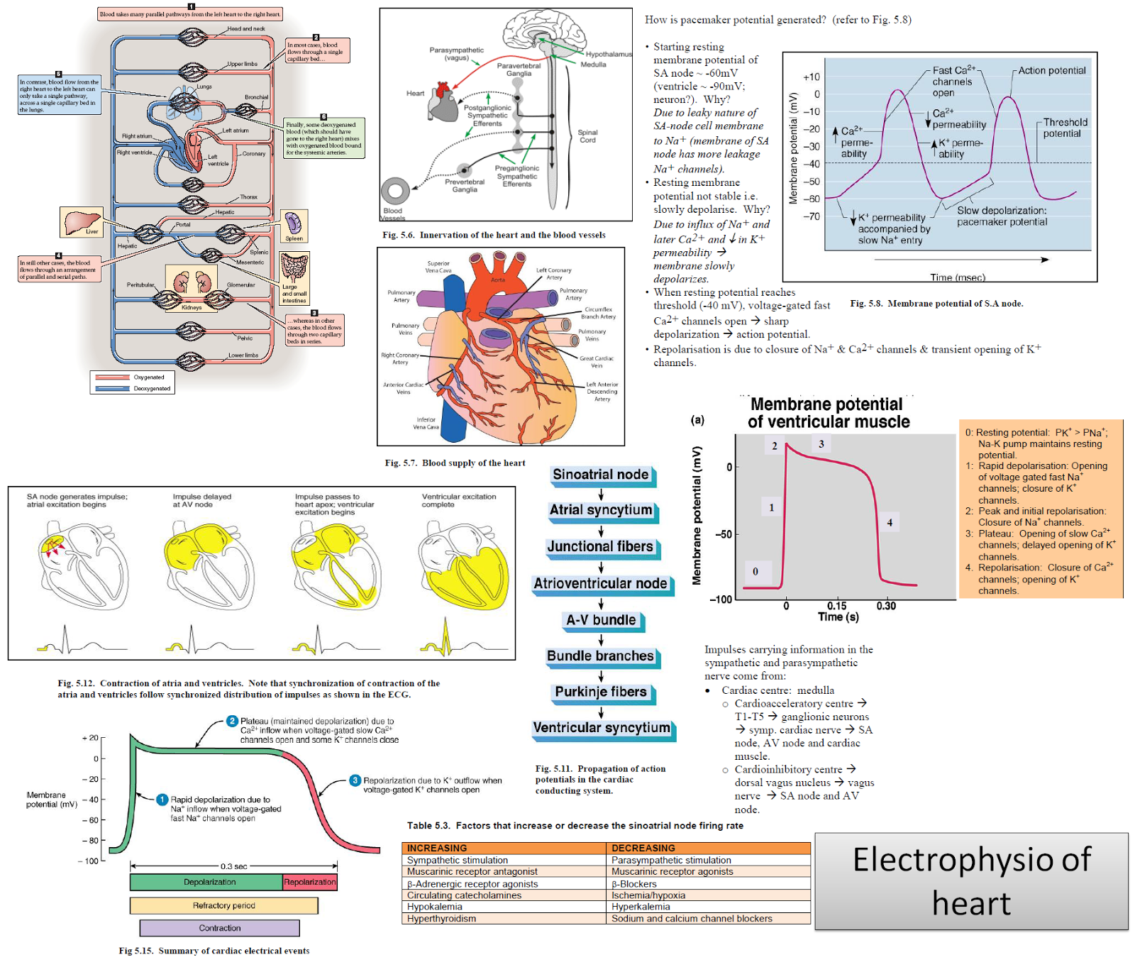 Medical Concept maps : Cardiovasular System