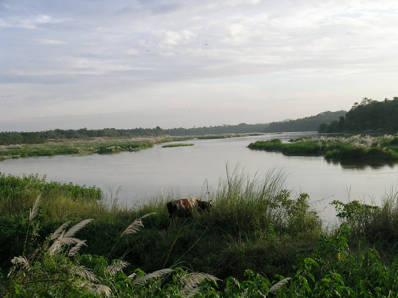 pristine: Nila Nadi (Bharatha Puzha) At Pattambi