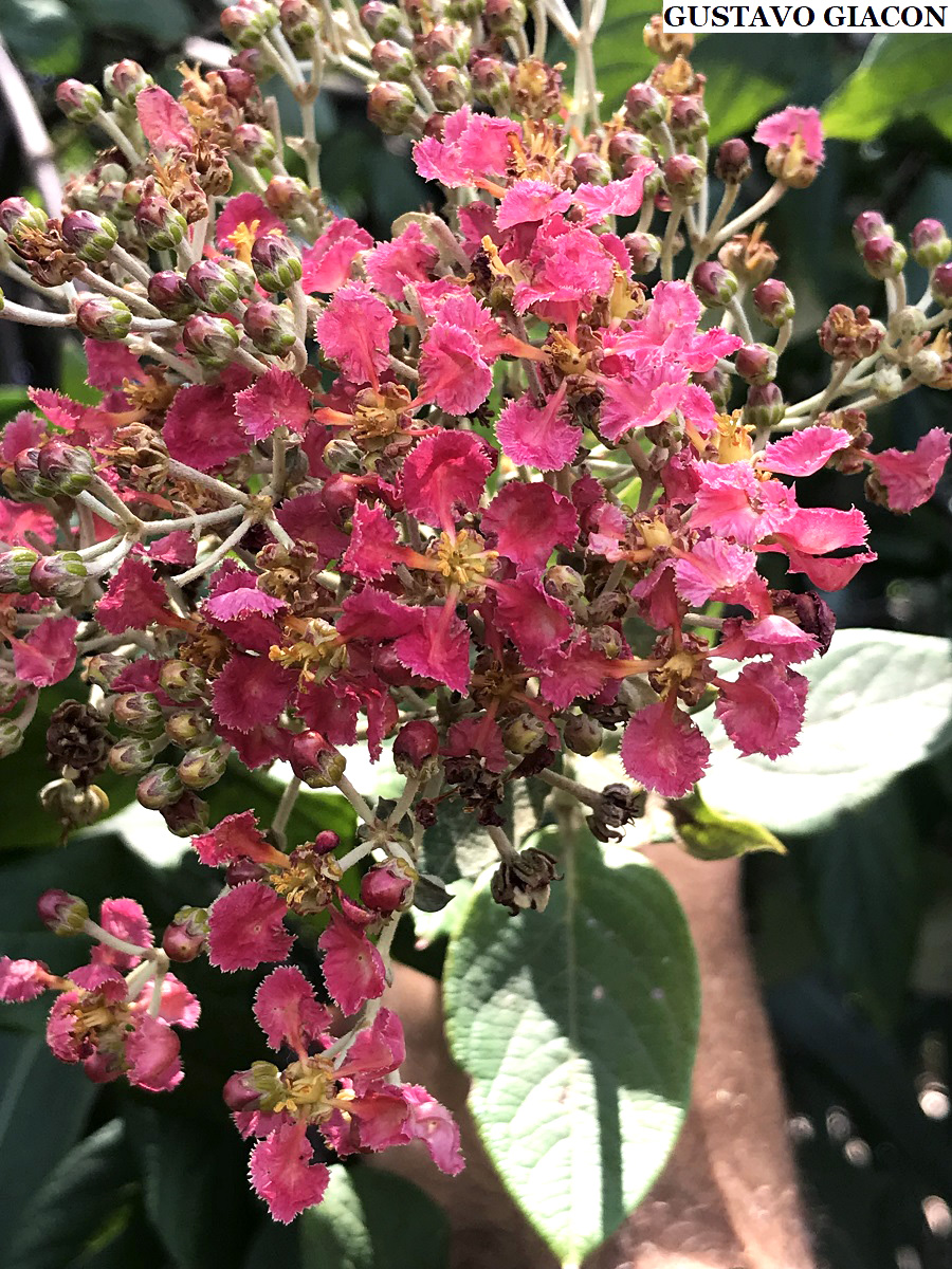 Viveiro Ciprest - Plantas Nativas e Exóticas: Planta Rubi de Holambra ...