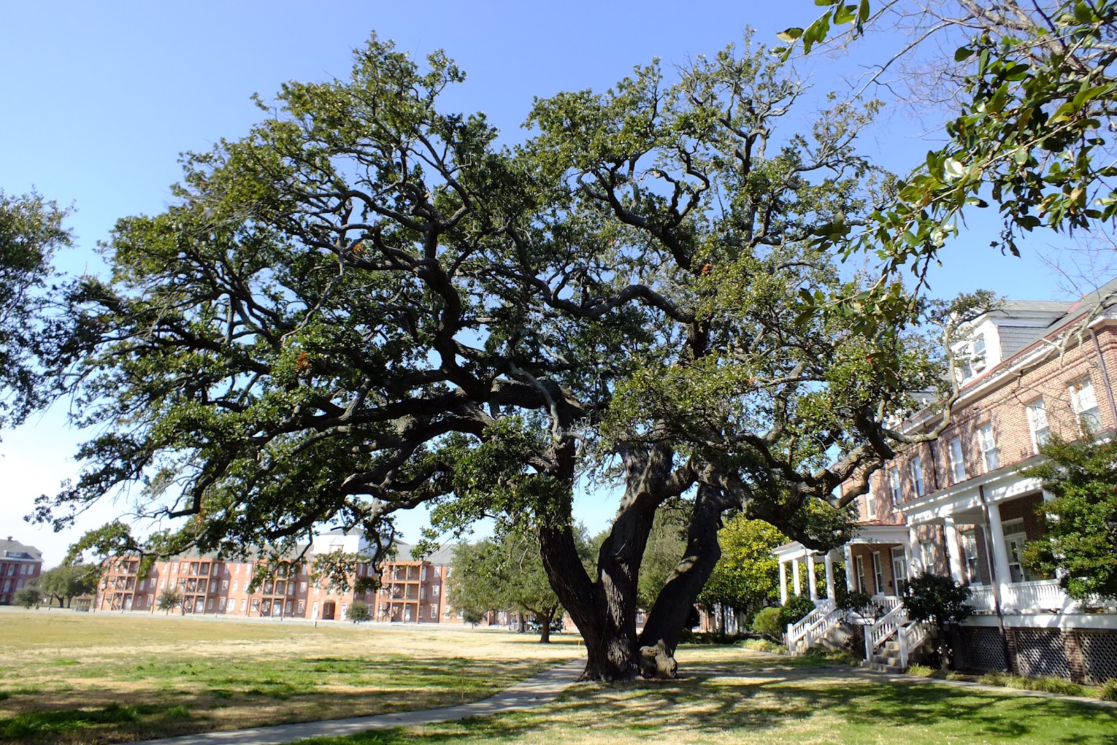 Gene's Garden: Three Live Oak Trees