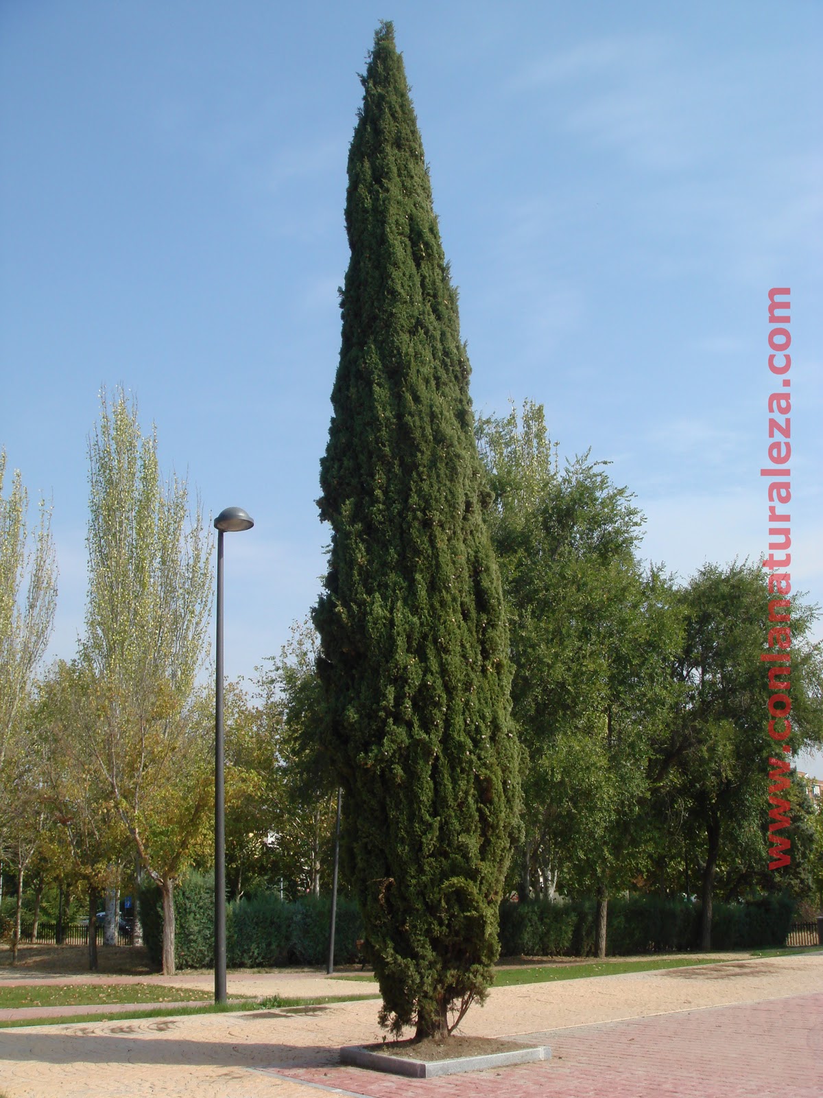 Flora urbana de Getafe: Ciprés común