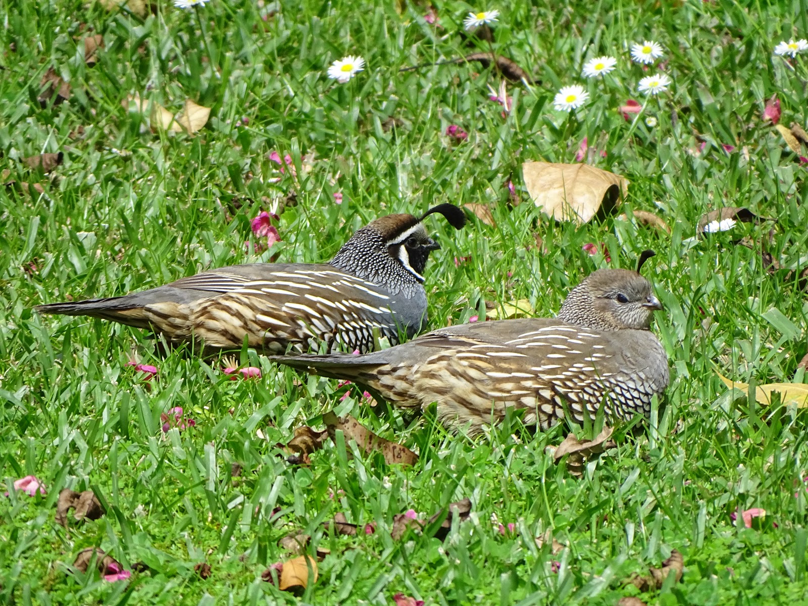 over the hill: Coromandel Town