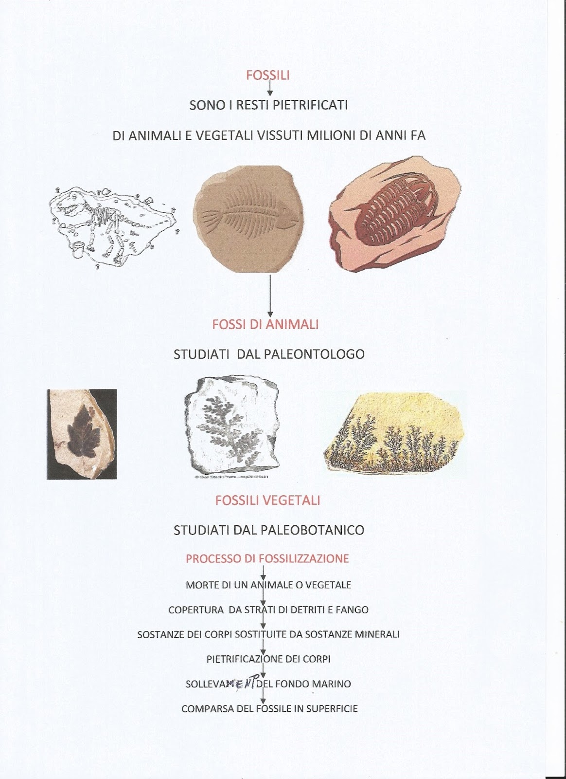 STORIA III MAPPA CONCETTUALE FOSSILI