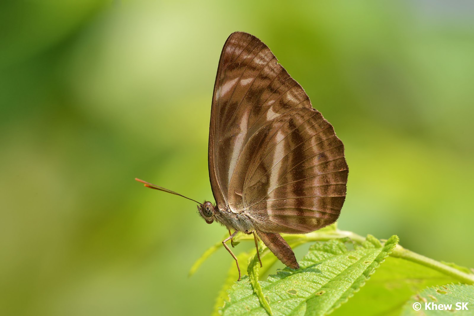 Butterflies of Singapore: Butterfly of the Month - July 2020