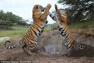 WELCOME TO ANIMAL PLANET 09: Or Lazmi: Beauty who lives with the beasts