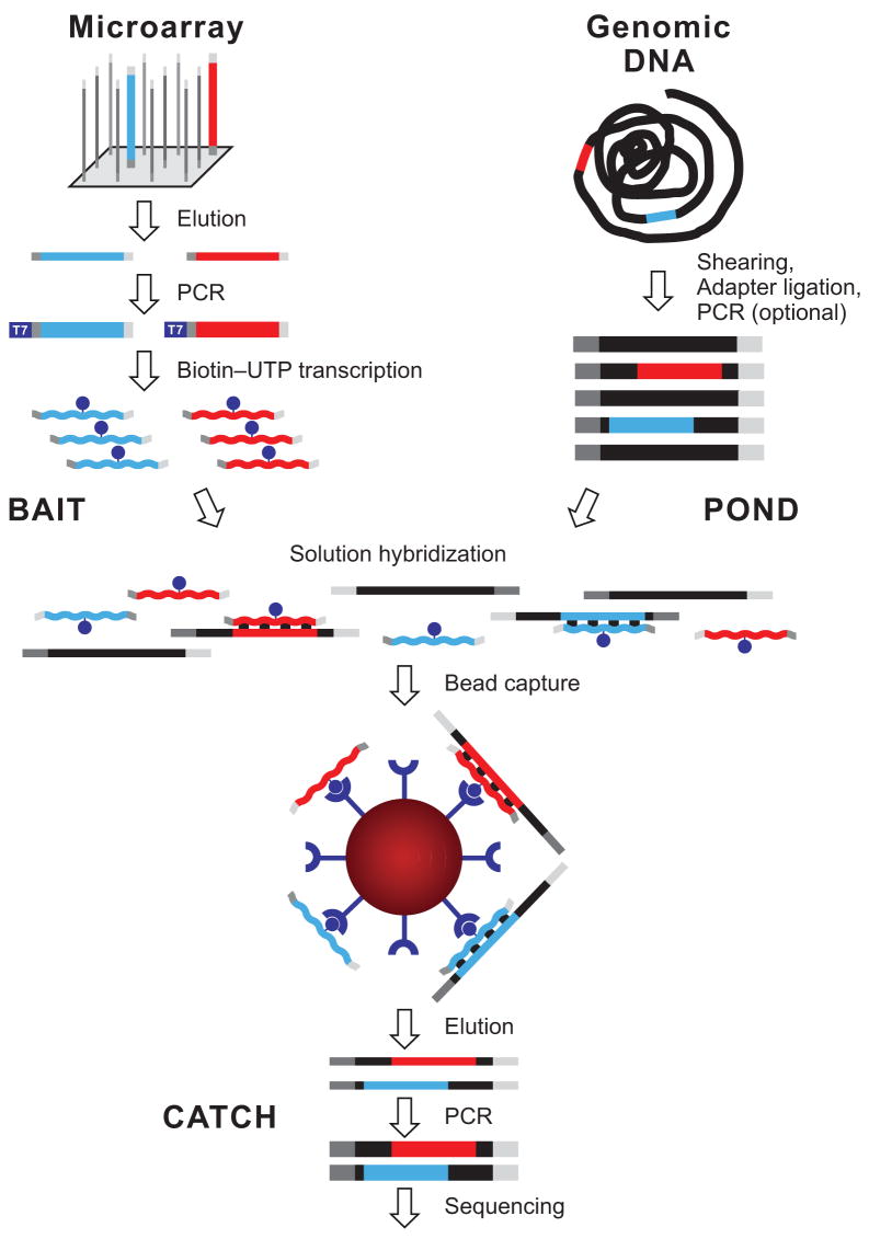 Next Generation Sequencing Enrich Templates Capture Method Hybrid