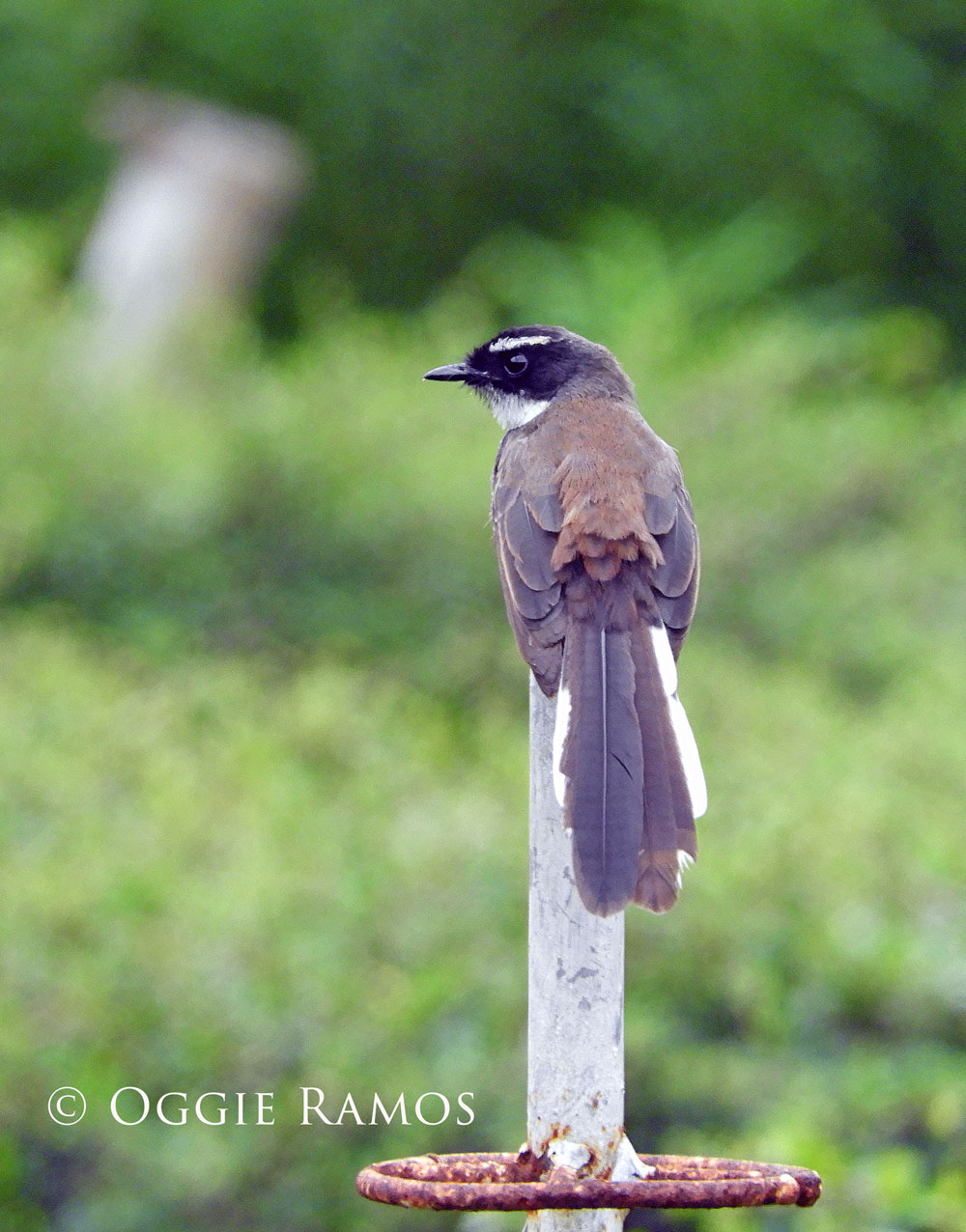 Lagalog Philippines Travel Photography Blog: Pasig Rave Rainforest ...