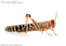 Passover Crafts: Locusts (Schistocerca gregaria)