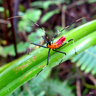 Nature Wonders Gershonized: Papua New Guinea collection of insects 9_2011