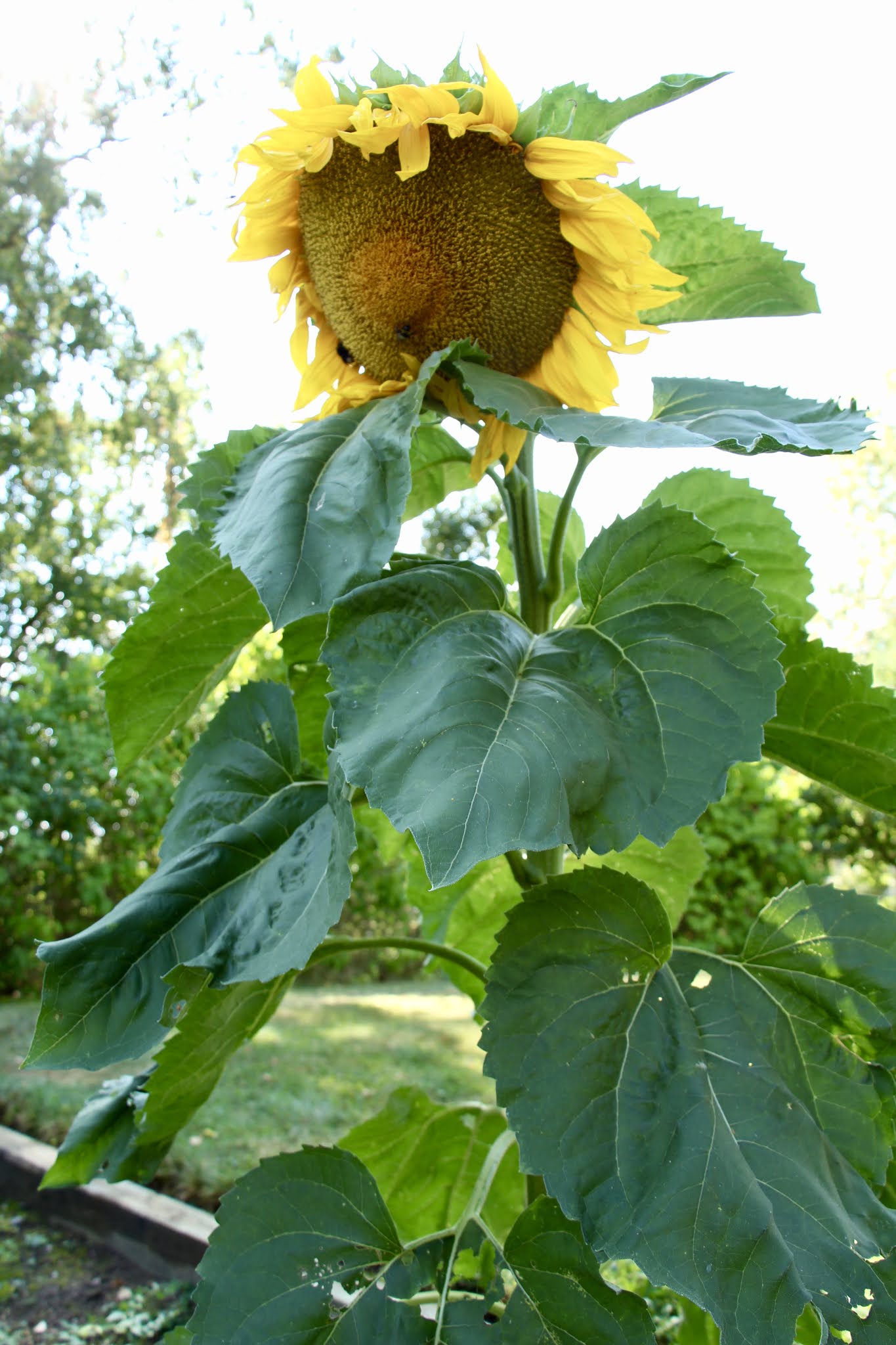 Vit Hortensia: Solros