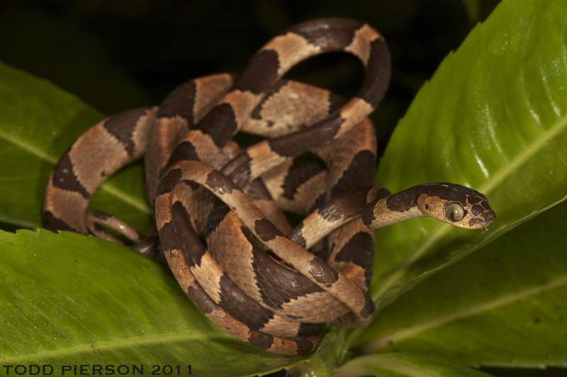 Real Monstrosities: Blunthead Tree Snake