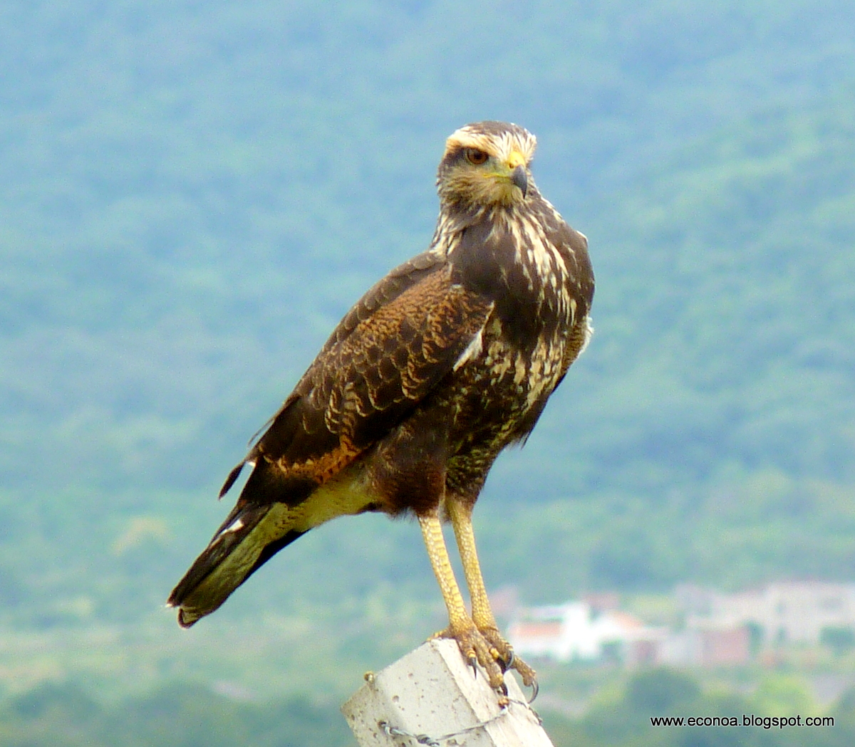 Aves del NOA y algo mas..: Gavilán Mixto