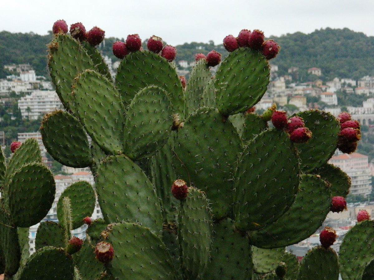 LA MULTI ANI, ROMANIA!: Fructe de cactus