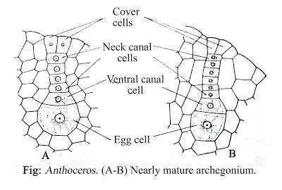 ANTHOCEROS - CLASSIFICATION, STRUCTURE OF THE GAMETOPHYTE, REPRODUCTION ...