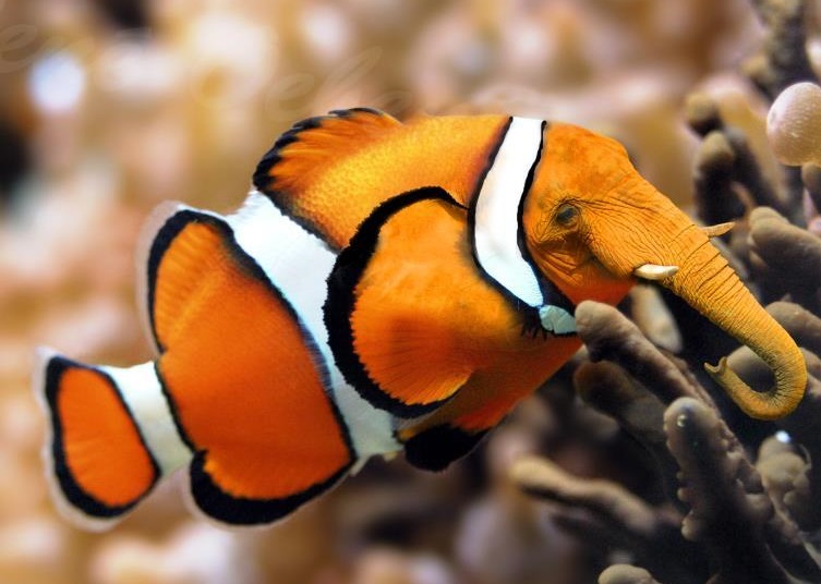 Elephant Fish - Fishes