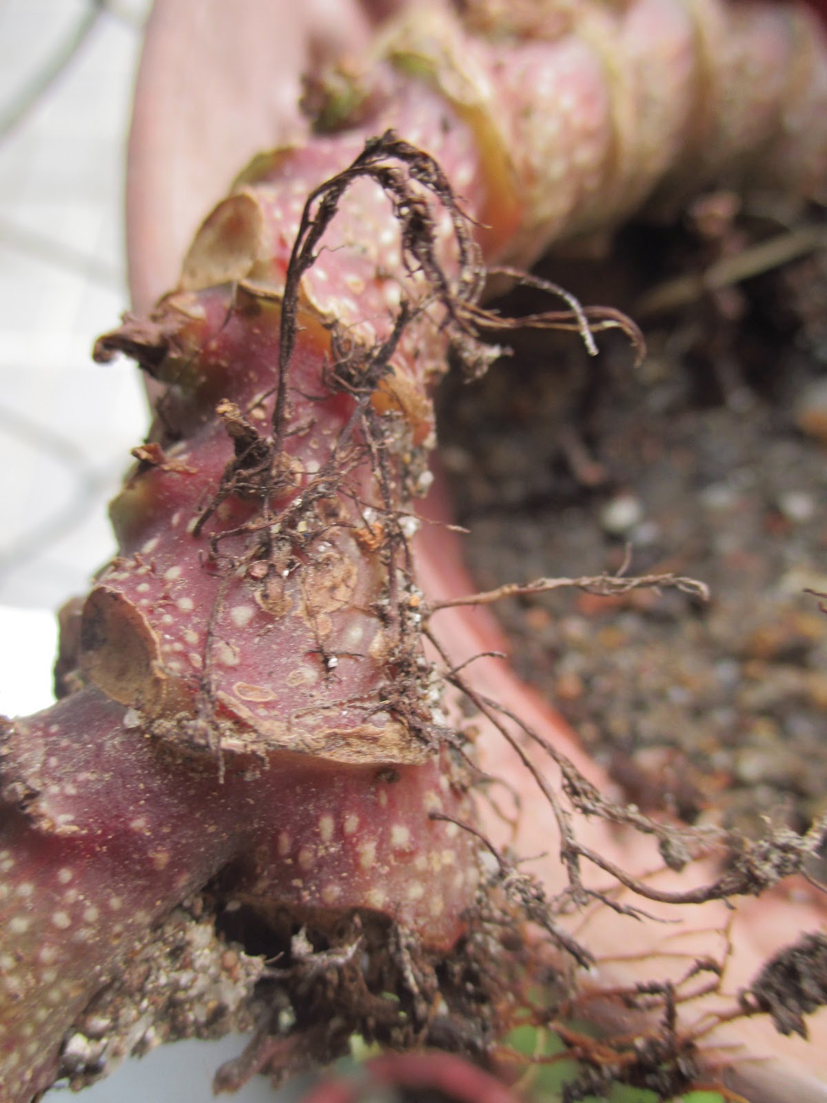 Garden Chronicles of James David: Propagating Rhizome Begonias