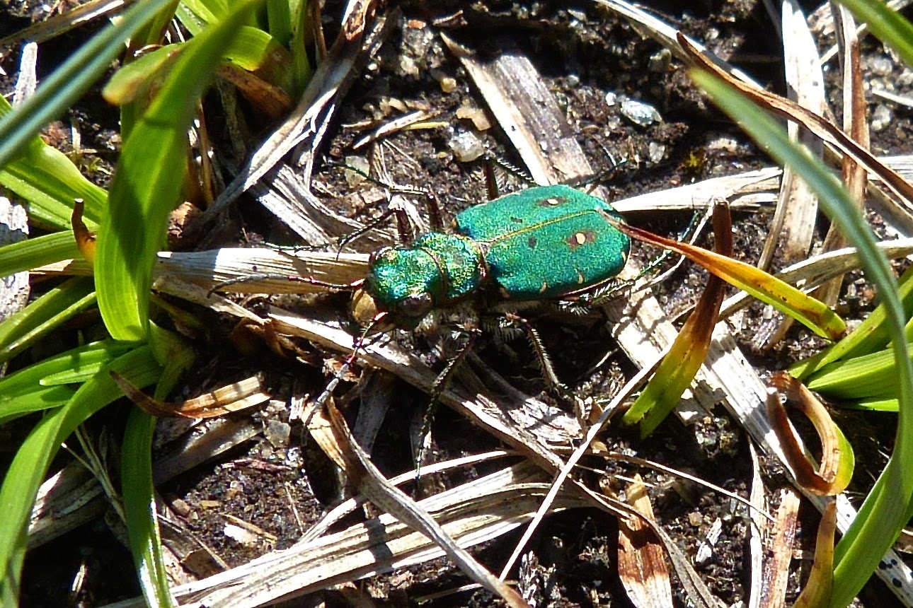 A Kilchoan Diary: Green Beetles and Other Insect Beasties