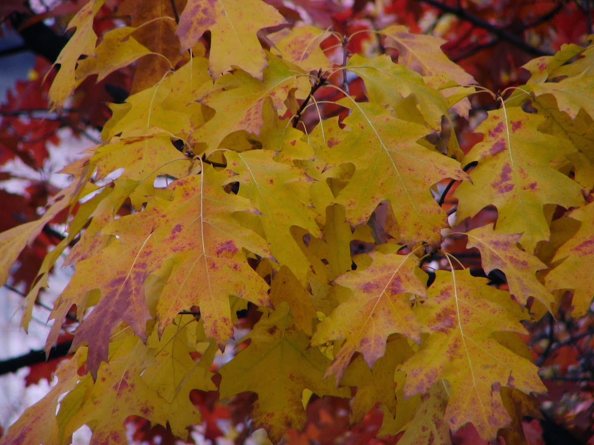LA MULTI ANI, ROMANIA!: Frunze de stejar