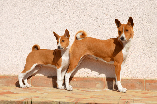 Beautiful Photographs of Basenji Puppies and Dogs