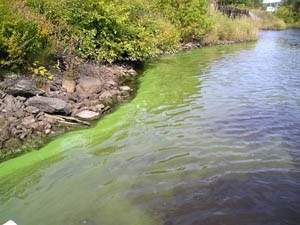Développement et Paix Québec-Rive Sud: Algues bleu-vert: Les ...