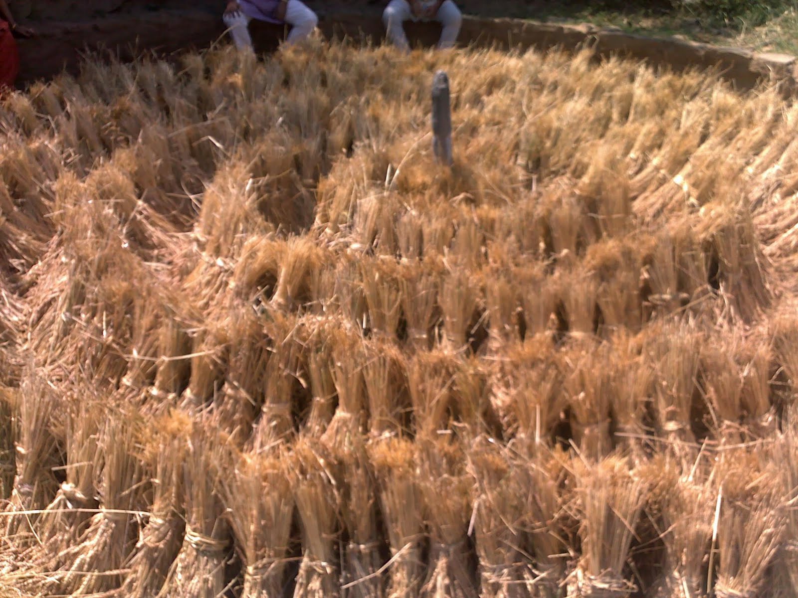 Mairawna - A beautiful Uttarakhand Village: Photo Gallery-I : A Glimpse ...