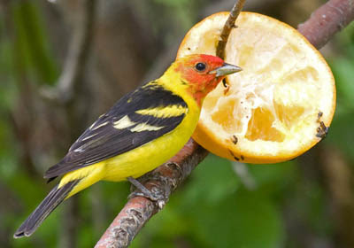 What Birds Eat Oranges? Find Out Below!