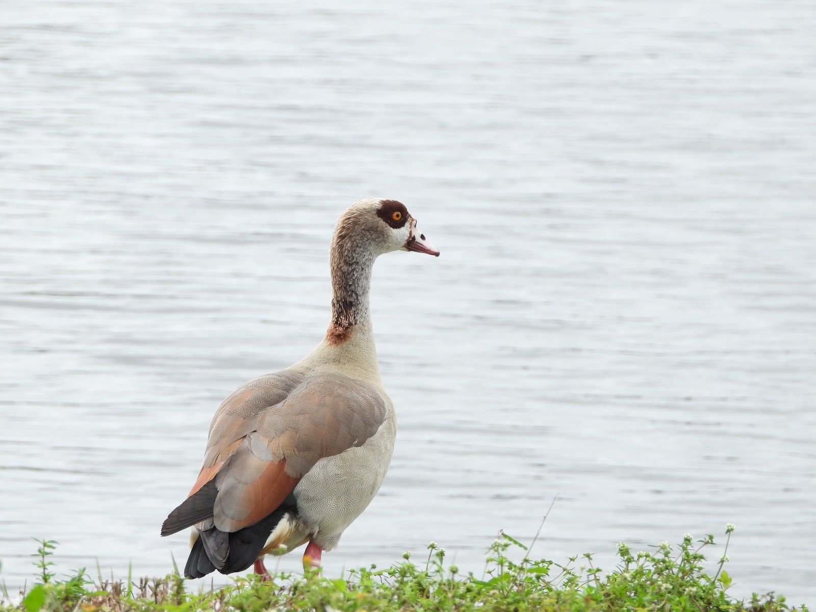 Bird & Travel Photos, Birding Sites, Bird Information: EGYPTIAN GEESE ...