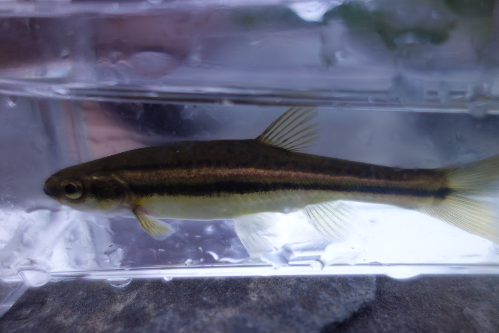 Connecticut Fly Angler: Everything Else in Deboullie (PT. 1)