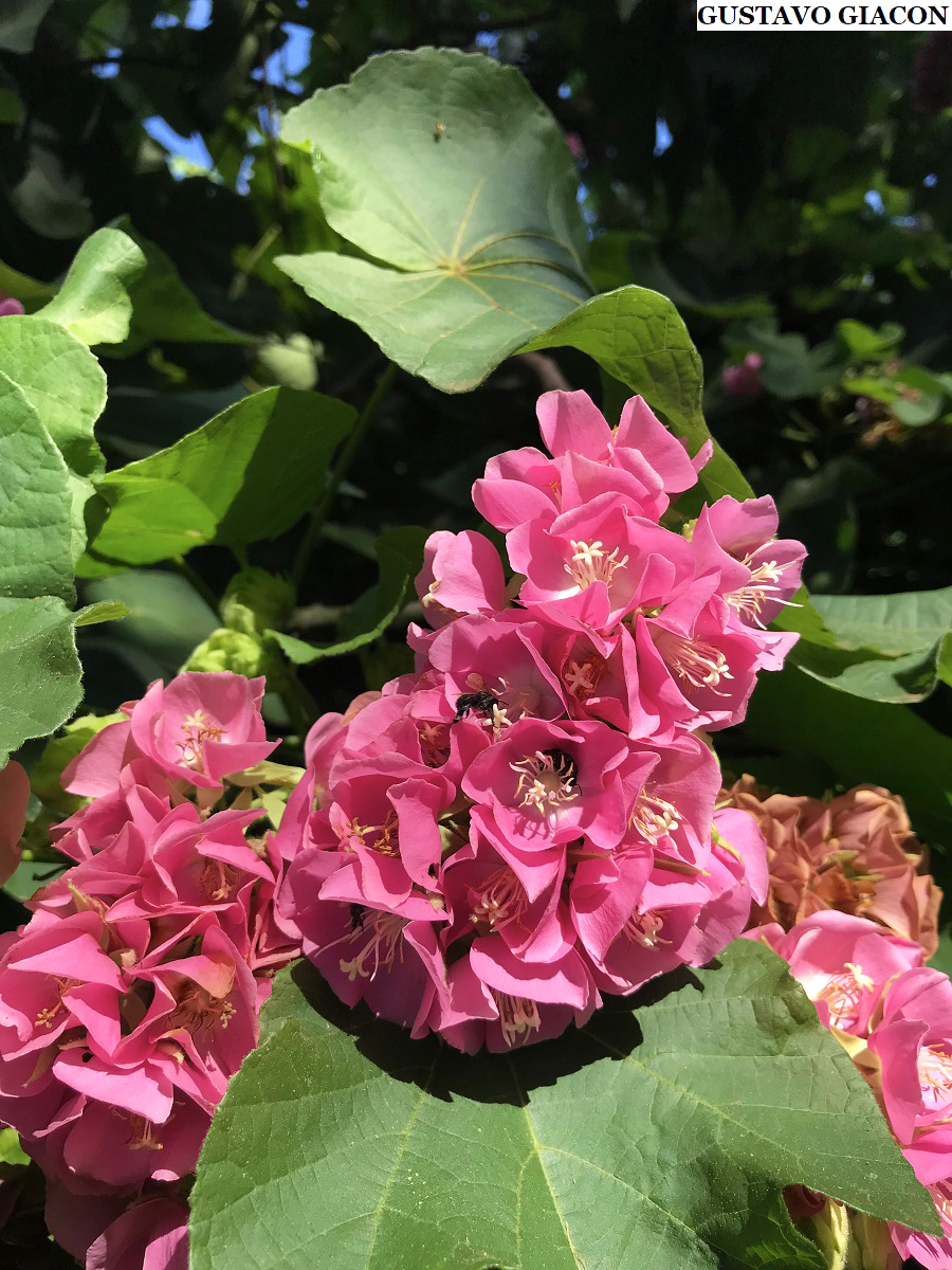 Viveiro Ciprest - Plantas Nativas e Exóticas: Dombeia ou Astrapeia Rosa ...
