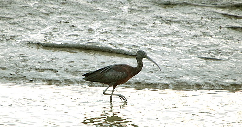 DavesBirdingDiary: Glossy Ibis ( Plegadis falcinellus ) . Fremington ...