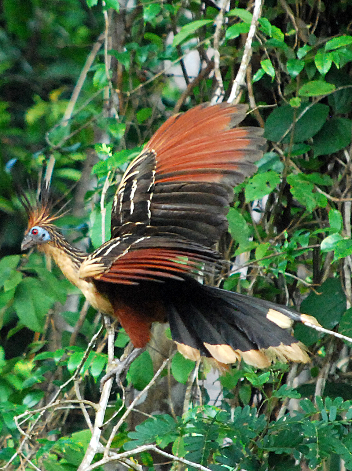Humboldtina - Venezuela: Hoazin, Stinkvogel - Opisthocomus hoazin ...