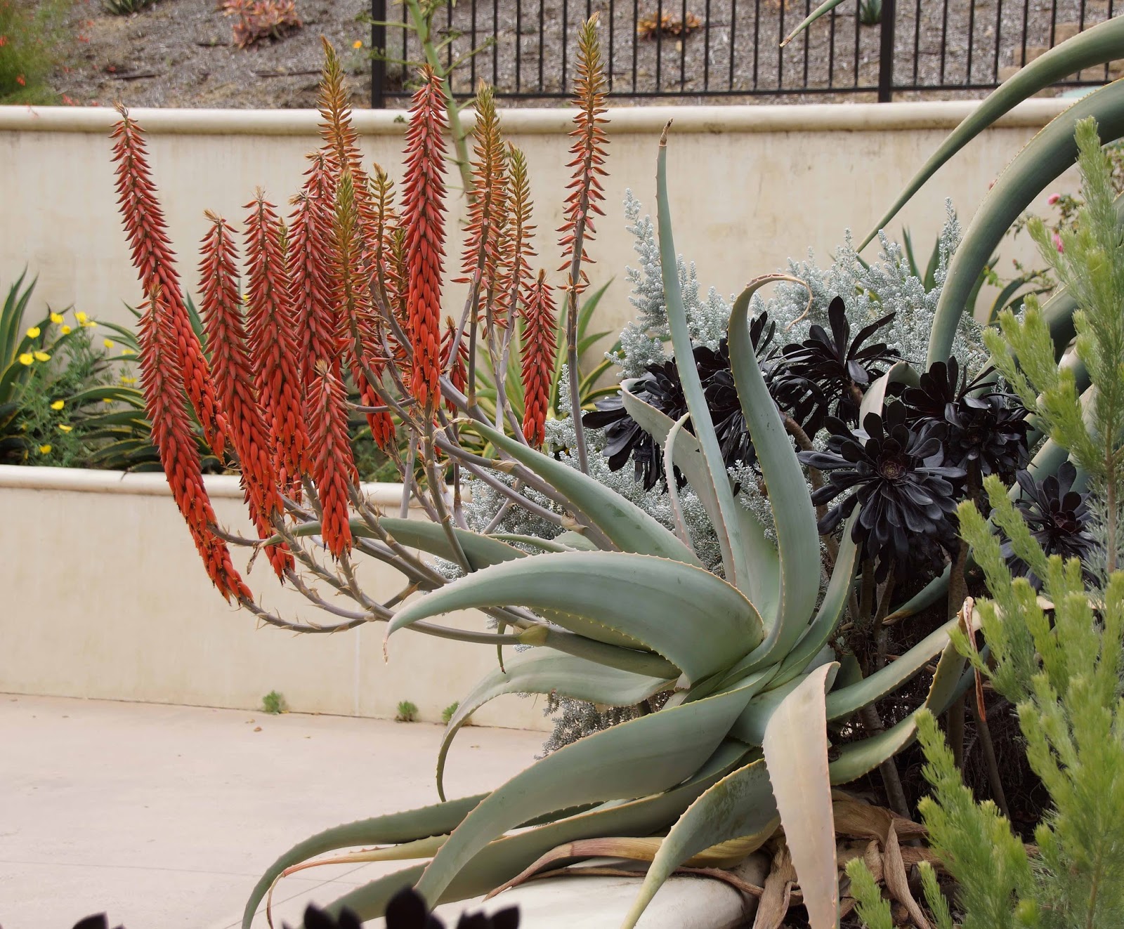 Echinopsis Charlemagne Blooms And Last Aloes Of The Season