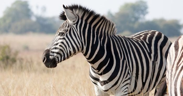Mengapa Tubuh Zebra Bergaris Hitam Putih? | Belajar Sampai Mati