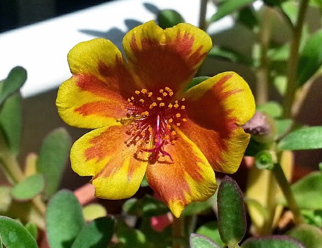 Semua Menjadi: Menikmati Keindahan Kembang Sepuluh Pagi