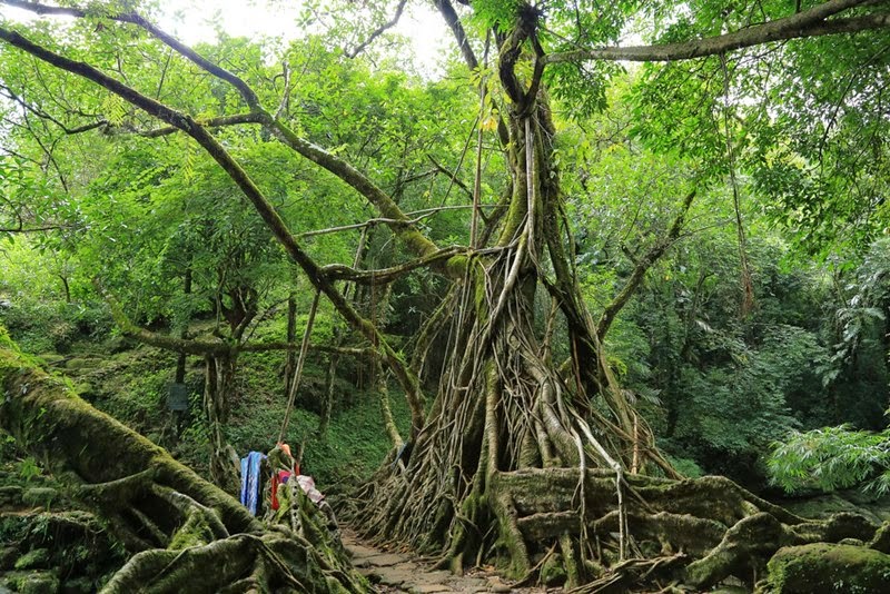 Double-Decker Live Root Bridges in Meghalaya, India |Funroster