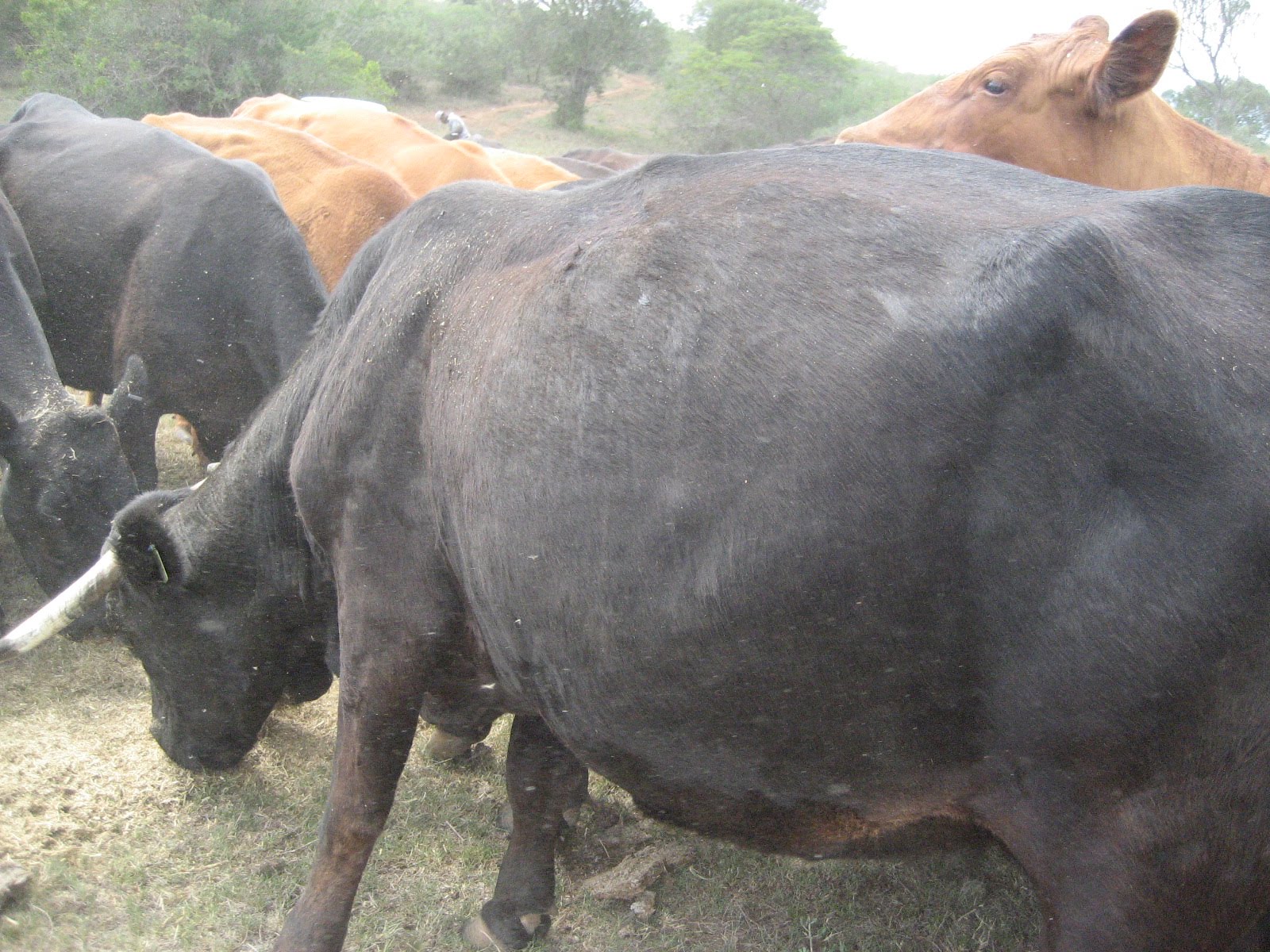 Tick Control on Cattle and Game: Denys Wells, Alexandria, Eastern Cape ...