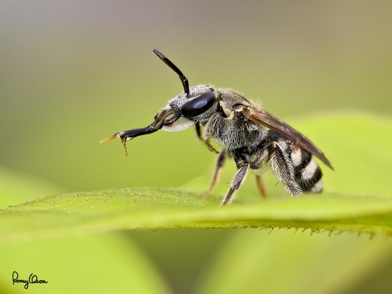 Romy Ocon's Wild Birds of the Philippines: A bee up close