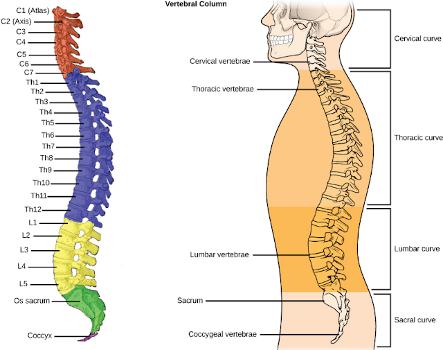 Anatomi Tulang Belakang Manusia dan Fungsi Kolumna Vertebralis ...