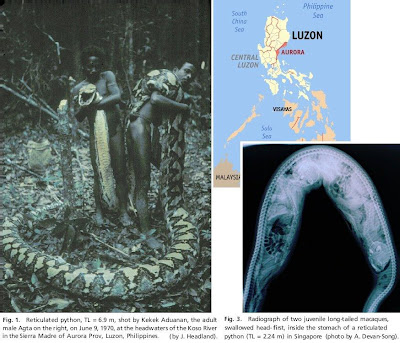 Species New to Science: [Herpetology • 2011] Hunter–gatherers and other ...