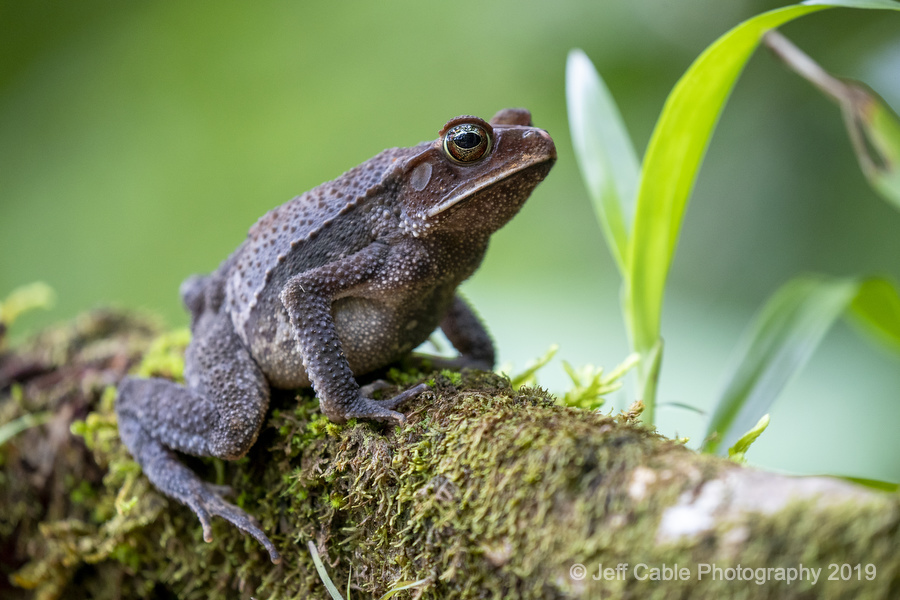 Jeff Cable's Blog: All my favorite photos from the Costa Rica trip in ...