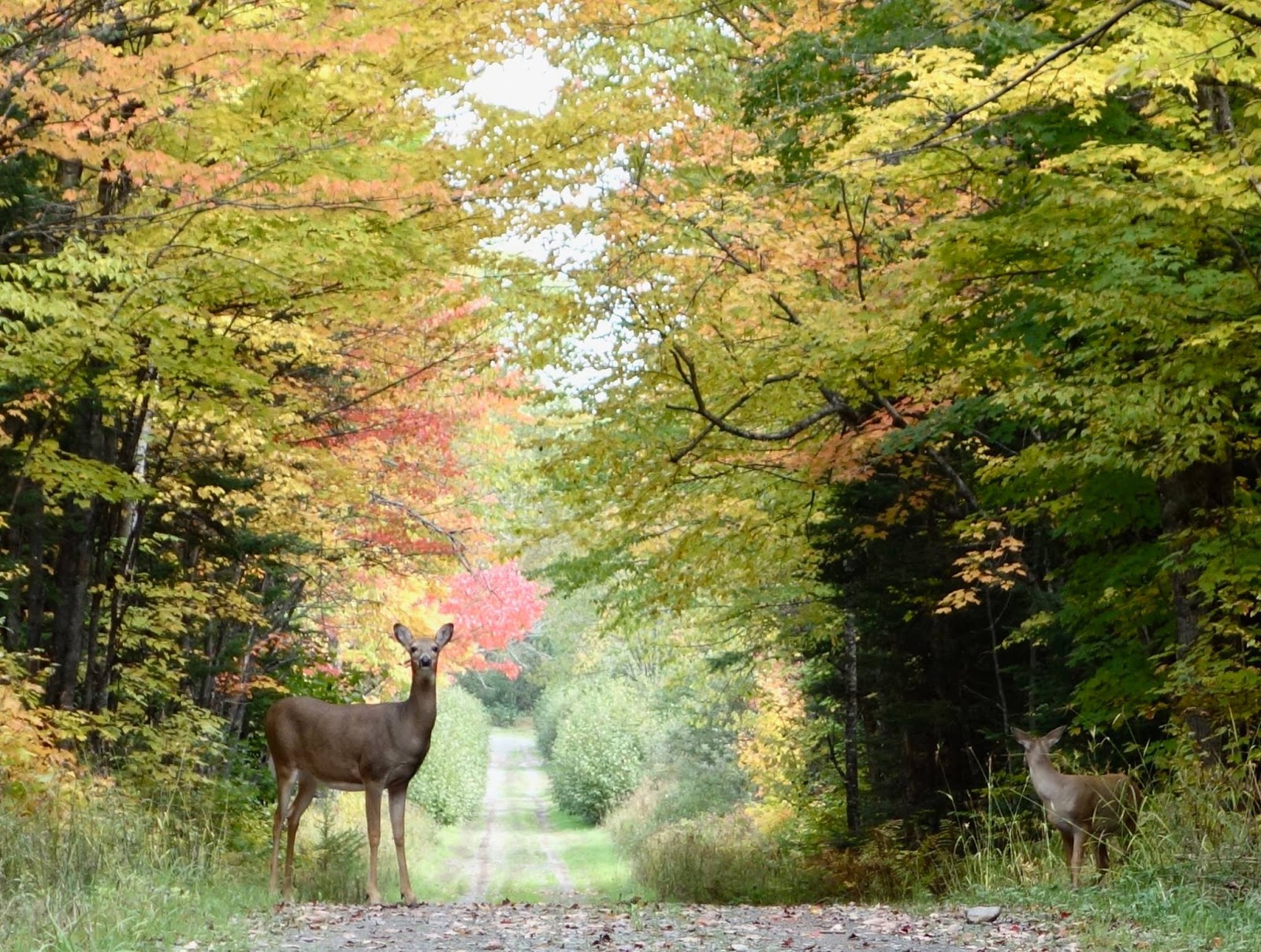 Just A Car Guy: meanwhile, back in Michigan it's getting really beautiful
