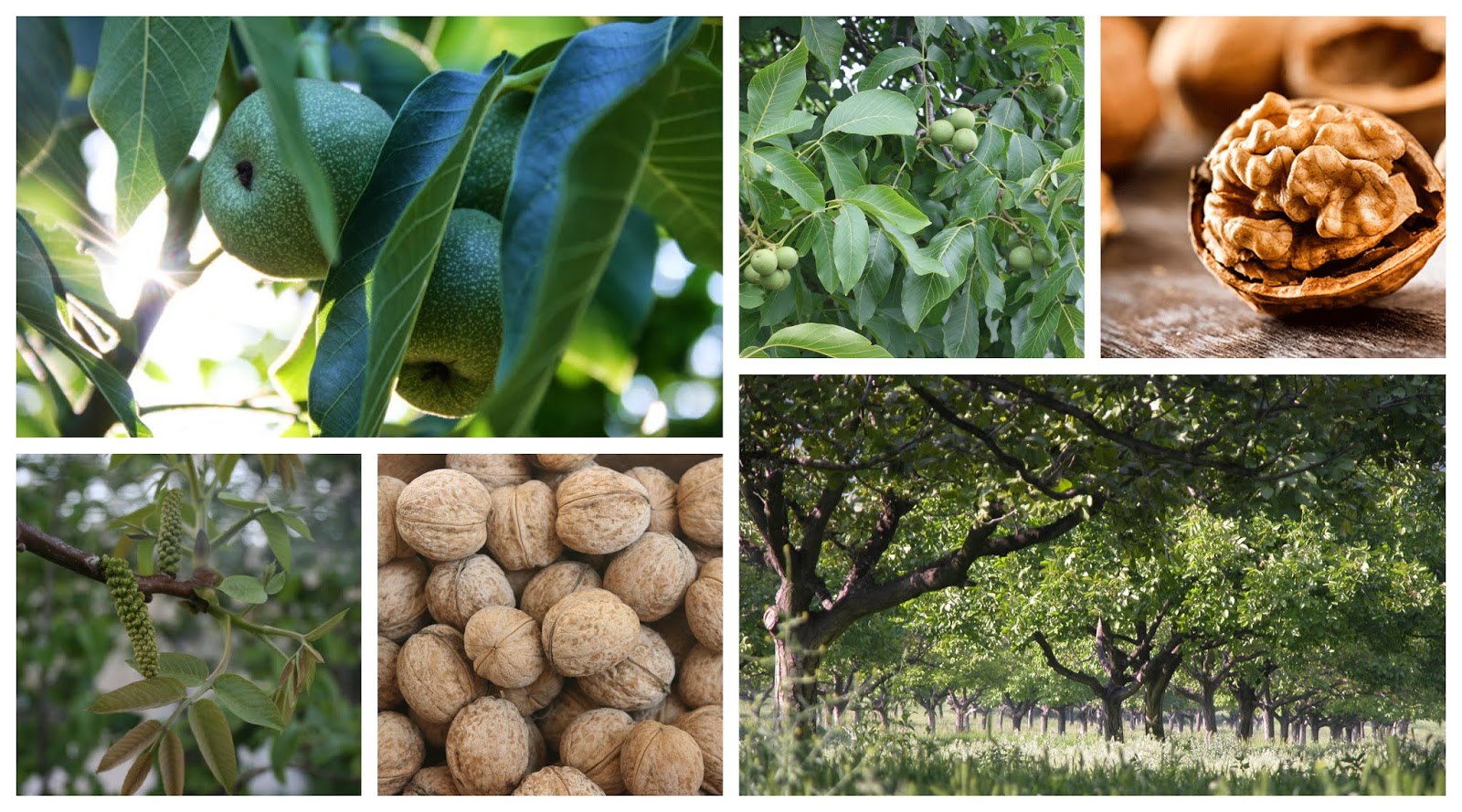 Balkan Ecology Project : The Essential Guide to Probably Everything you ...