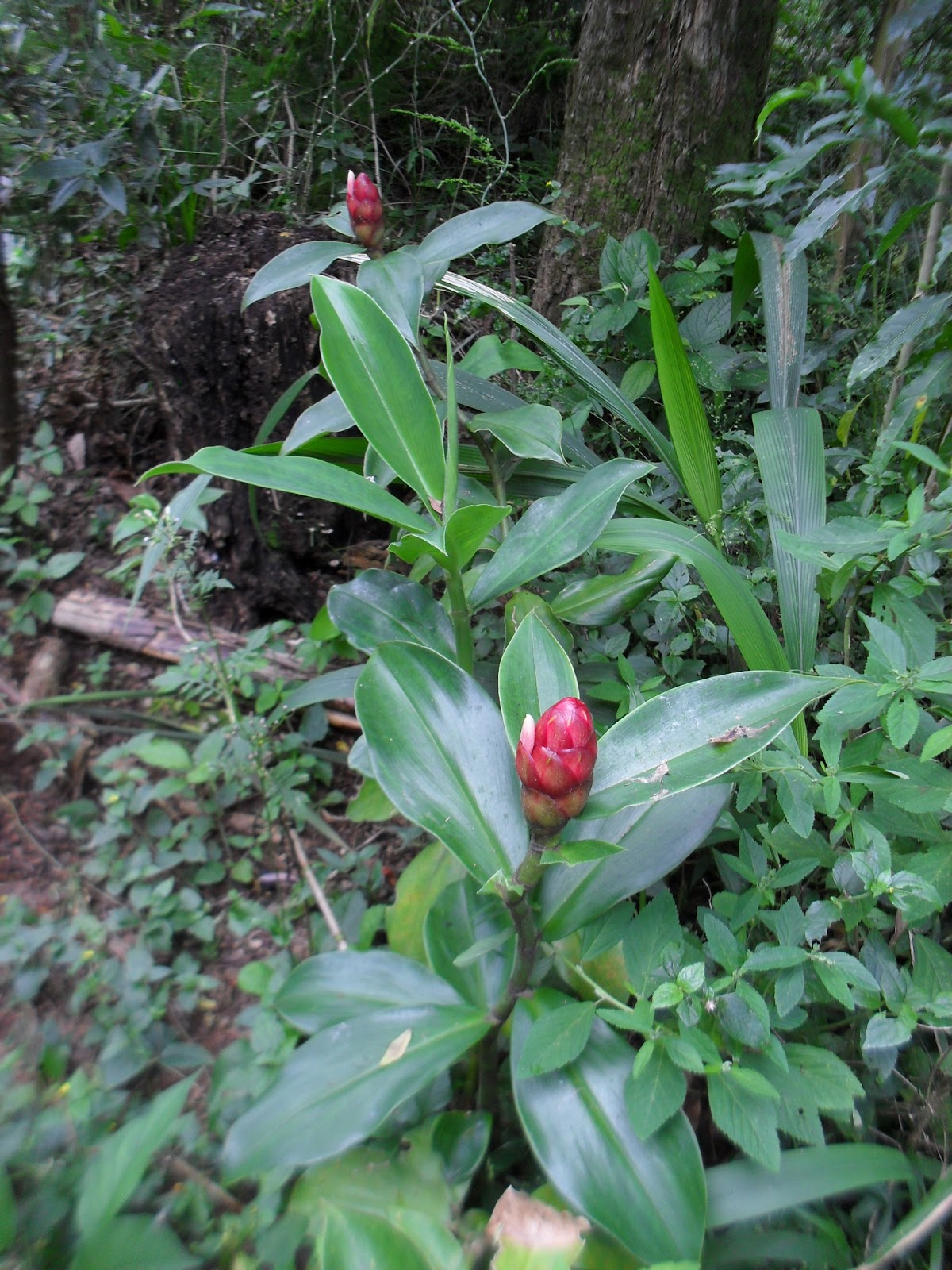 Sabores do Mato - Panc's e plantas medicinais: CANA-DO-BREJO, Canarana ...