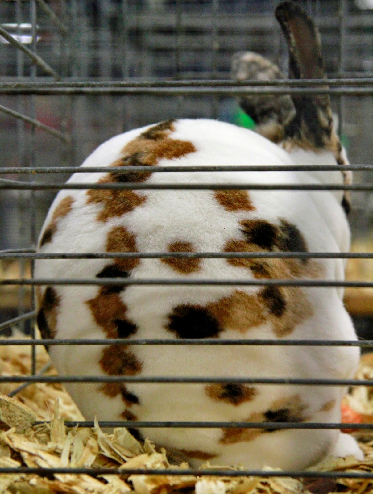 British Mini Rex at ARBA: BMRC - Texas - October/November 2014