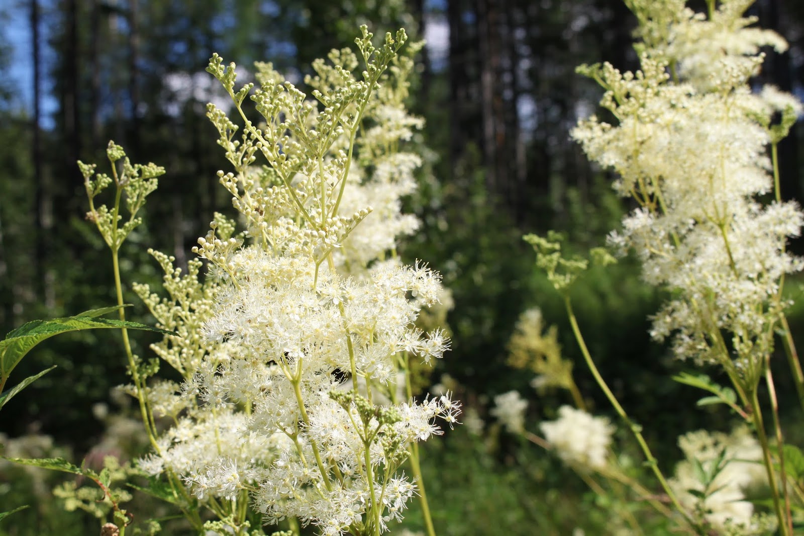 Sirpan luontoblogi: Mesiangervo, niittyjen kuningatar