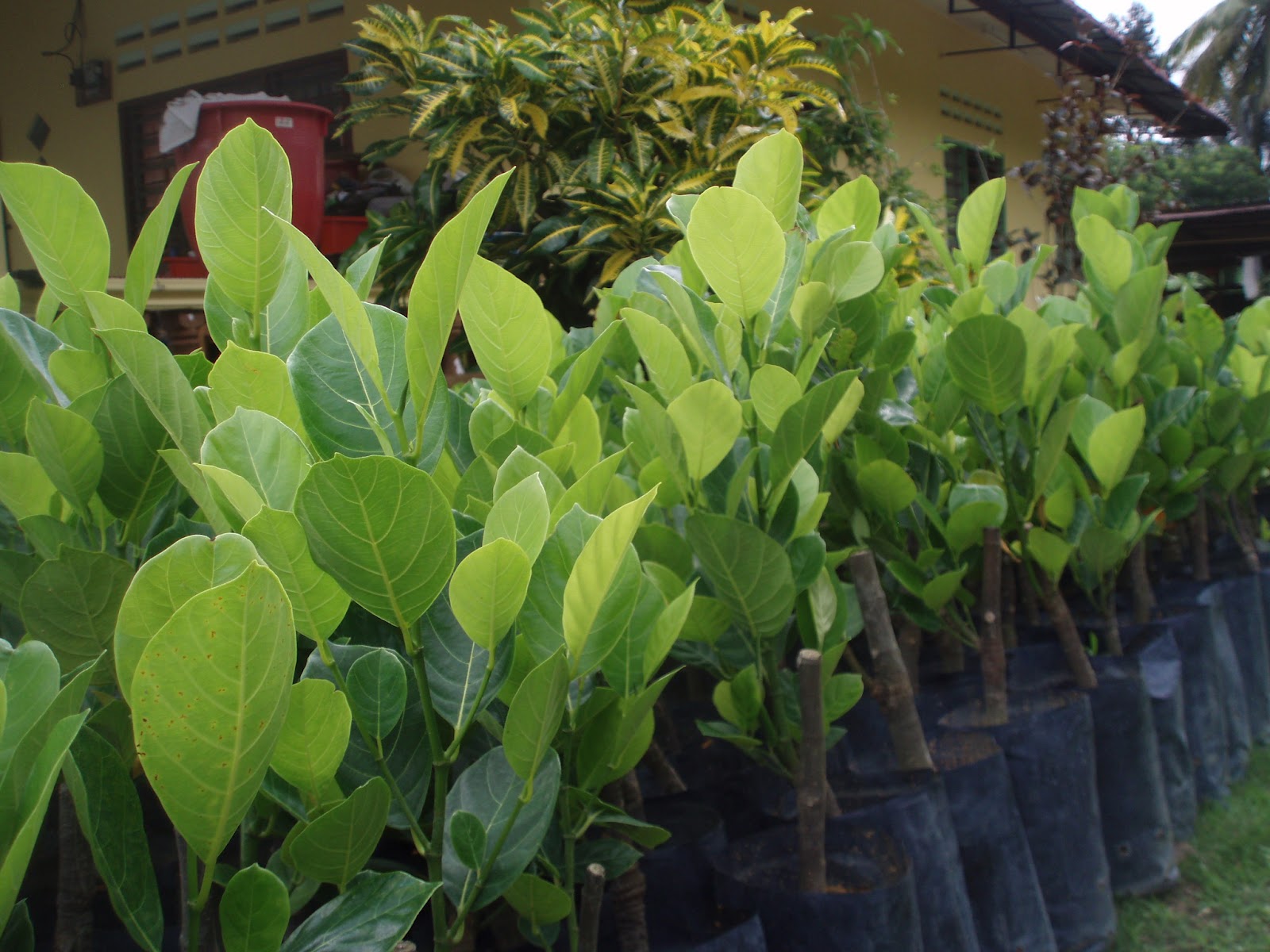 Jackfruit(Nangka): Benih Nangka Tekam Yellow (J33)
