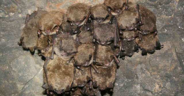 Inkfish: Snoozing Bats Tune Out Traffic Noise