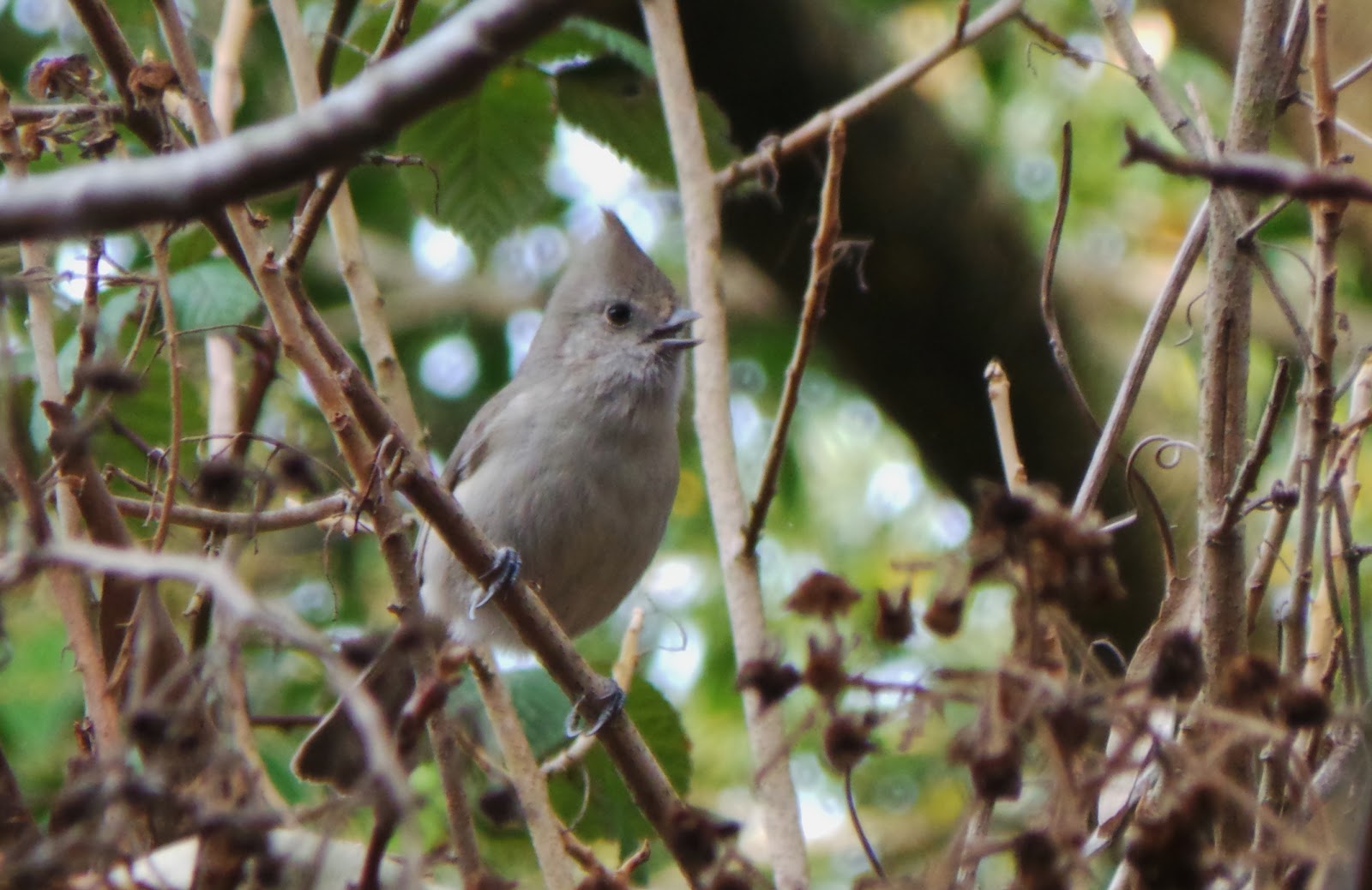 Berkeley Backyard Bird Blog: Teachable Moments, Existential Lessons ...